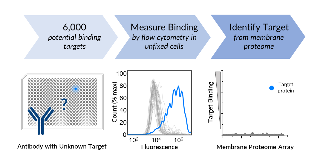 Antibody Target Deconvolution