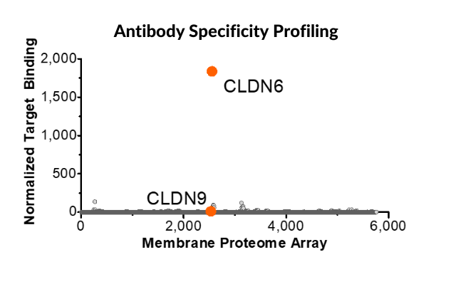 MPS Antibody Discovery Platform: Claudin 6 Case Study