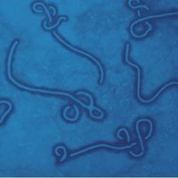 Filovirus Pseudoviruses - Ebola and Marburg